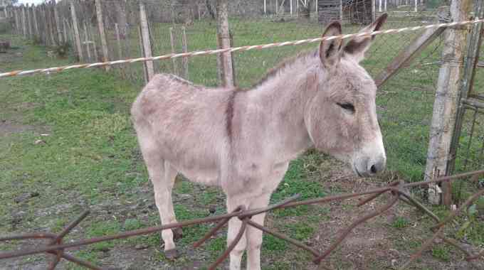 Qué vamos a hacer con el burro?” – Diario El Telégrafo