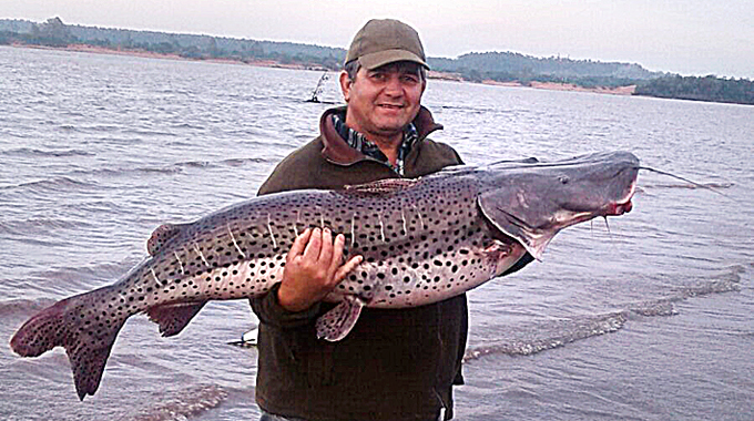 Gran surubí pescado en el “paterno” – Diario El Telégrafo