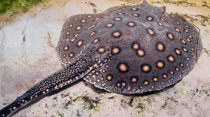 La raya de río nada por el Uruguay, es un pez con mucha carne pero ...