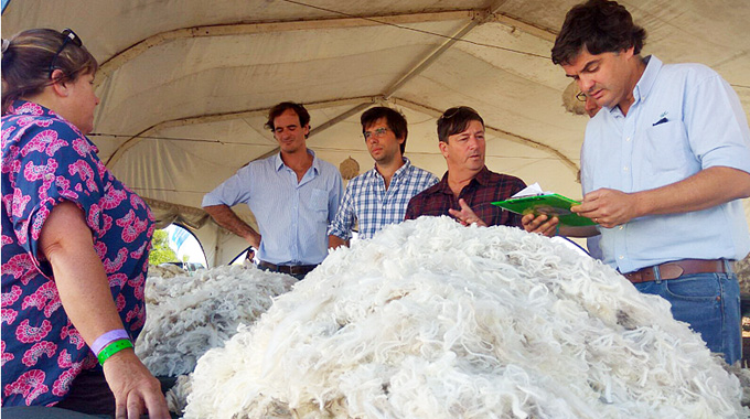 Jurado australiano del concurso de vellones asombrado por vellones de ...