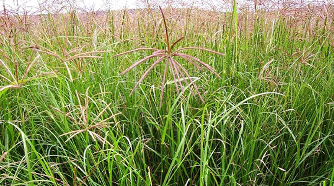 En zonas donde se controla el capim annoni la infestación se mantiene o ...