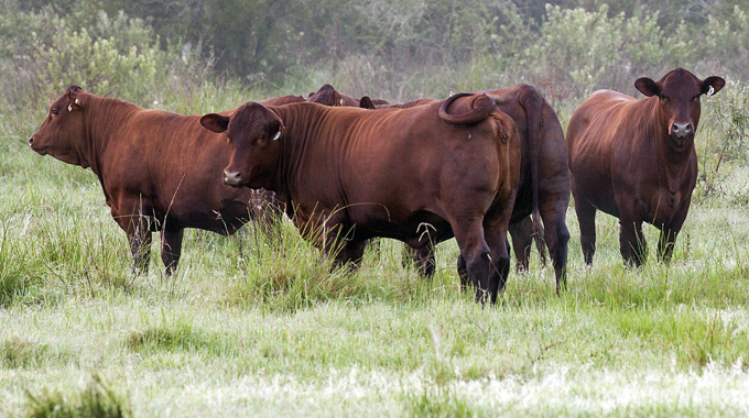 Mañana rematan los Senepol, Angus y Senangus de El Cerro – Diario El ...