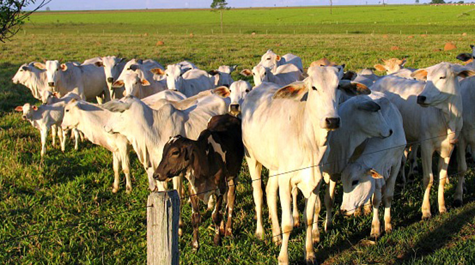 Caso de “vaca loca” en Brasil no representa riesgo para Uruguay ...