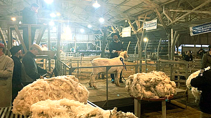 Venden carnero Merino en U$S 10.000 – Diario El Telégrafo