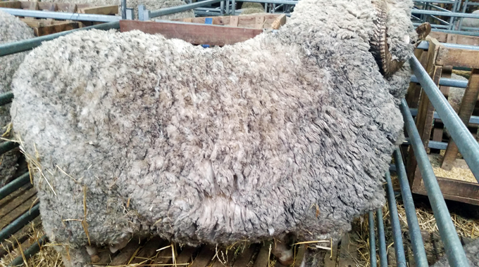 A pesar de cautela en la demanda se concretaron negocios en lana Merino ...