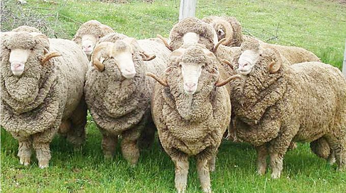 Mañana es el Día del Merino en Paysandú – Diario El Telégrafo