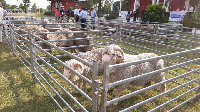 Recomendaciones para poder racionalizar el uso de carneros – Diario El ...