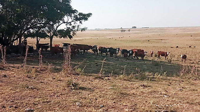“Se espera un importante rebrote en las pasturas naturales”, según ...