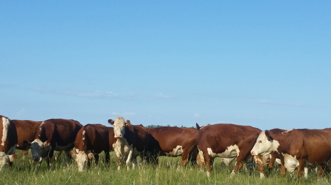 Mesa de Ganadería sobre Campo Natural presentó libro sobre las acciones ...