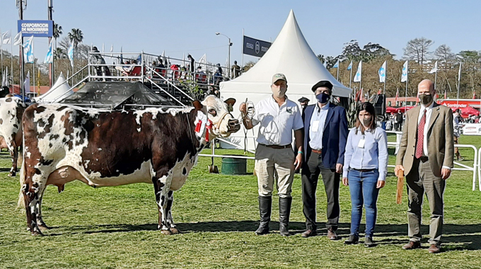 Vaca Normanda de “La Esperanza” arrasó con los premios de la raza ...