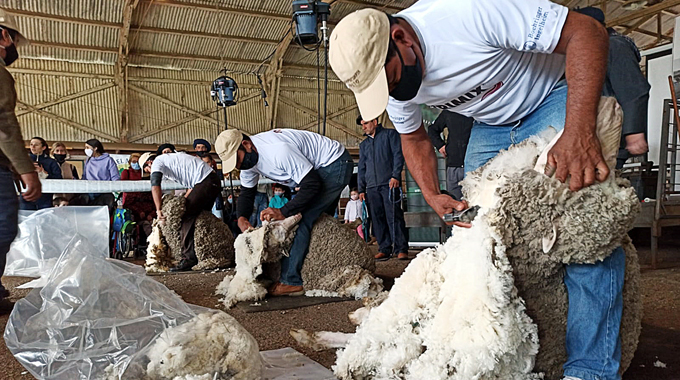 Vellones Merino alcanzan máximo de U$S 75,65 base limpia en machos y U ...