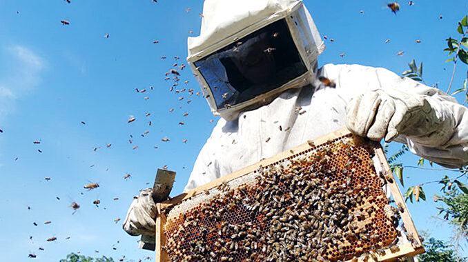 Volumen récord de exportación de miel en 2020 pero con poco margen de ...