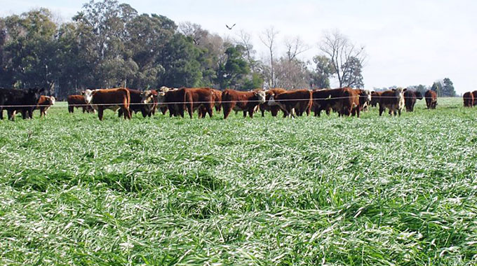 Nueva herramienta para ajustar densidad de siembra en pasturas – Diario ...