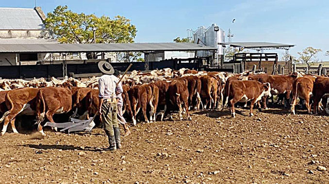 Hemovacuna será suministrada sin costo para combatir los efectos de la ...