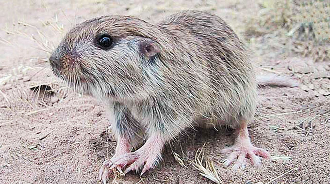 Coendu organiza charlas vía Zoom sobre especies en peligro de extinción ...