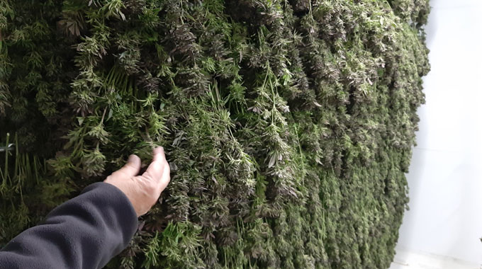 Nueva instancia de trabajo en el plan piloto de producción de flores de ...