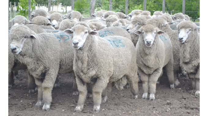 Mañana en la rural de Paysandú se remata el Merilin de El Trébol ...