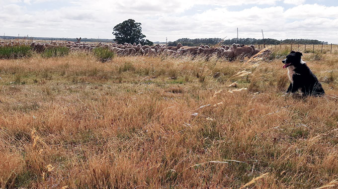 Concurso Nacional de Perros de Trabajo – Diario El Telégrafo