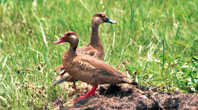 Entre Ríos protege otra vez a su fauna autóctona – Diario El Telégrafo