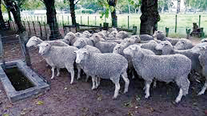 Razas ovinas carniceras logran diferencial a nivel productivo en ...