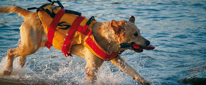 Perros al rescate en el balneario Las Cañas – Diario El Telégrafo