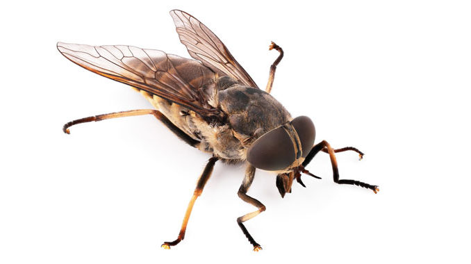 Tábanos pueden causar problemas de salud en bovinos – Diario El Telégrafo