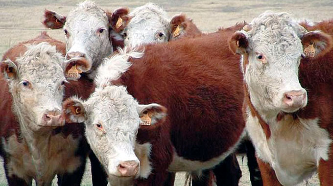 En enero el Novillo Tipo se mantuvo estable – Diario El Telégrafo