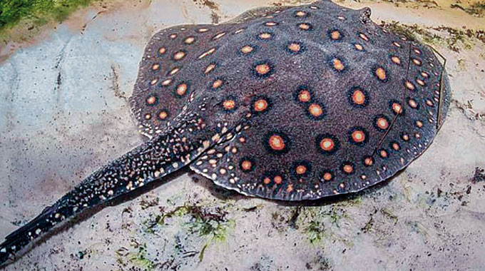 En hospital sanducero atendieron al menos tres casos de picaduras de ...