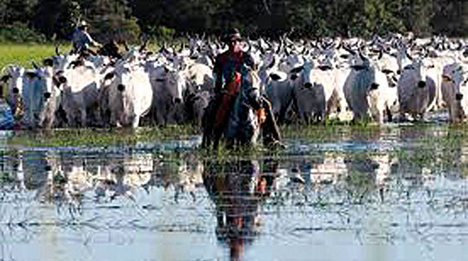 Caso de vaca loca en Brasil es atípico tipo H – Diario El Telégrafo