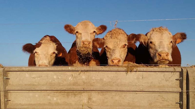 Aumentó 1,5% el Novillo Tipo 2.0 – Diario El Telégrafo