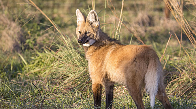 Importancia de la fauna silvestre y su aporte a la biodiversidad ...