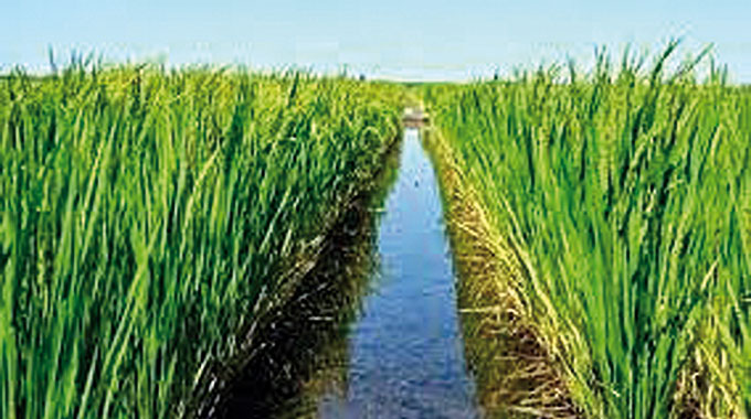 Buenos rendimientos por hectárea en la cosecha de arroz en el norte del ...