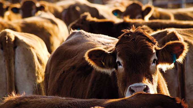 Valor más alto en seis meses para el novillo Mercosur – Diario El Telégrafo