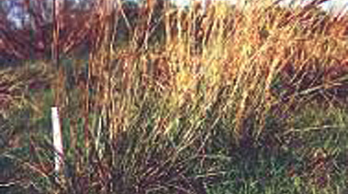 Destacan la importancia del manejo del Canutillo como estrategia ante ...