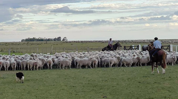 Recomendaciones para el manejo de la majada en julio – Diario El Telégrafo