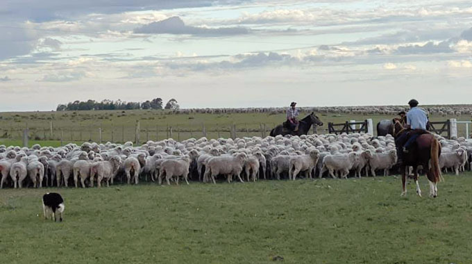 Recomendaciones para el manejo de la majada en julio – Diario El Telégrafo