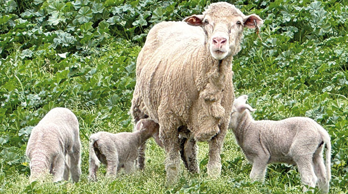 Productor de Merino fino tiene más de 1.000 ovejas pariendo mellizos y ...