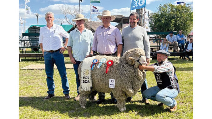 “La Magdalena” expuso los mejores ejemplares Merino Australiano en la ...