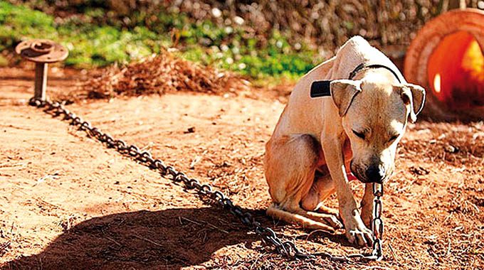 En El Día Mundial De Los Animales Una Voz Contra El Maltrato Diario