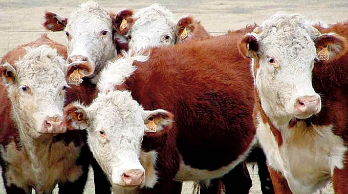 Aumenta el precio del Novillo Mercosur – Diario El Telégrafo