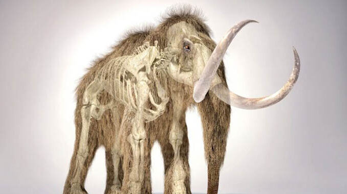 Científicos reconstruyen la vida de Elma, un mamut lanudo que murió ...