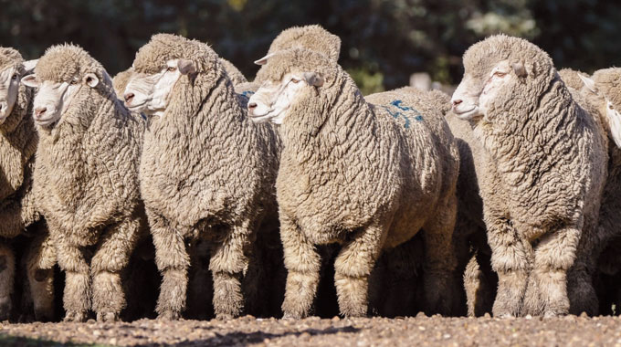 En la Rural de Paysandú rematan mañana el Merilín rústico y carnicero ...