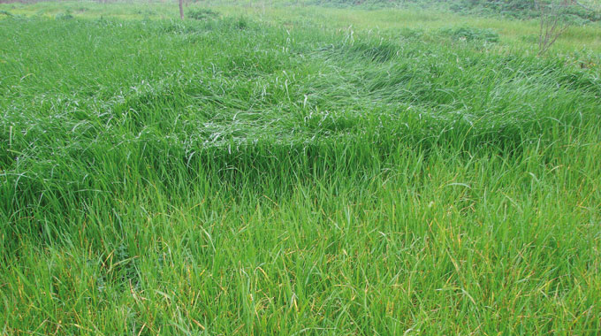 Copagran realiza hoy su jornada de pasturas – Diario El Telégrafo