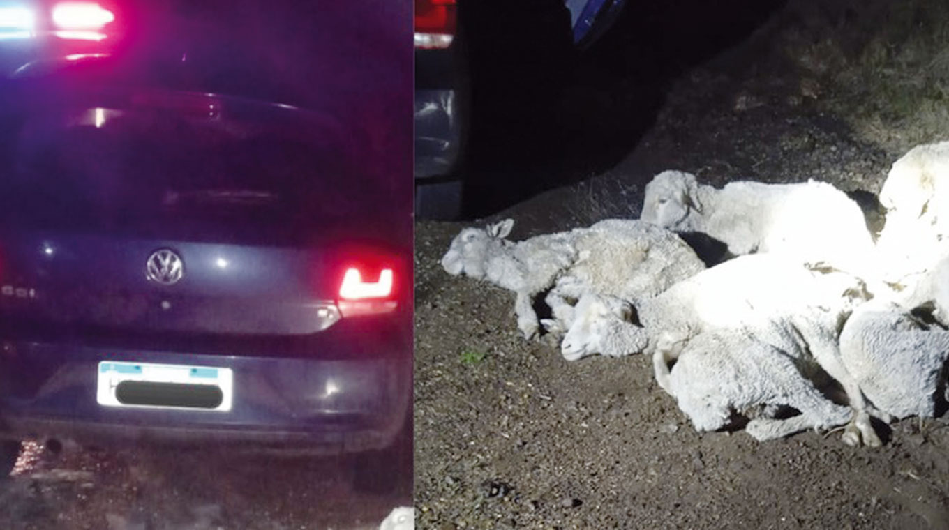 Robó 8 ovejas y lo descubrieron llevándolas en su automóvil – Diario El ...