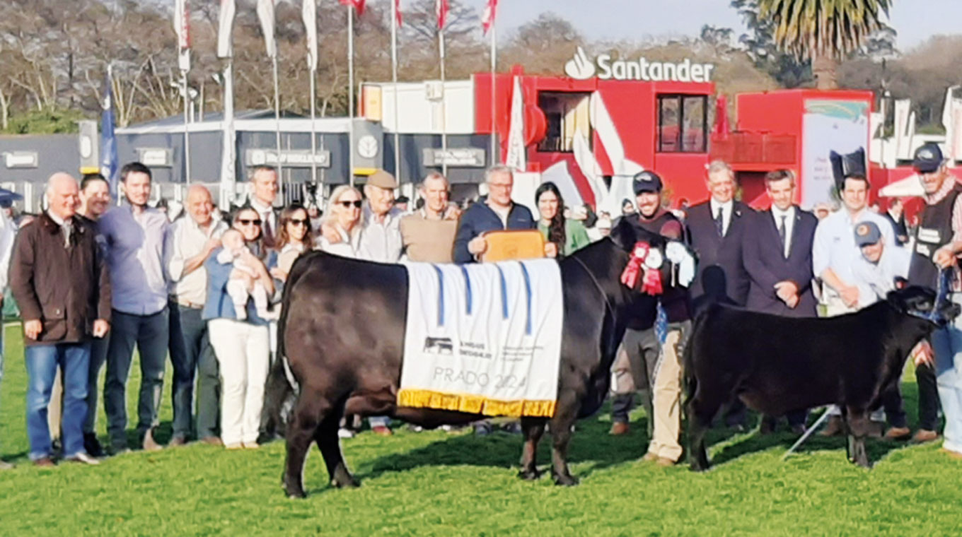 La mejor vaca fue la Gran Campeona Angus – Diario El Telégrafo