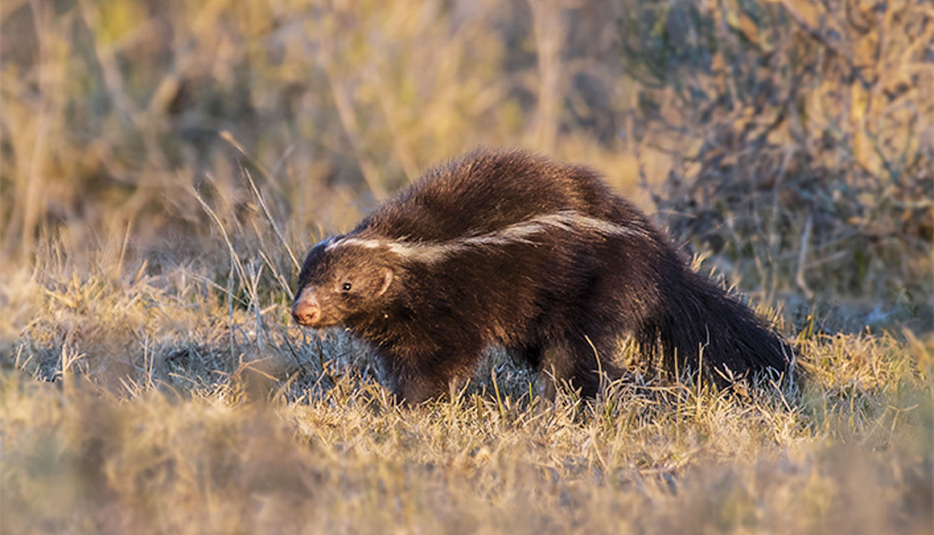 El zorrillo encontrado en un supermercado fue liberado – Diario El ...