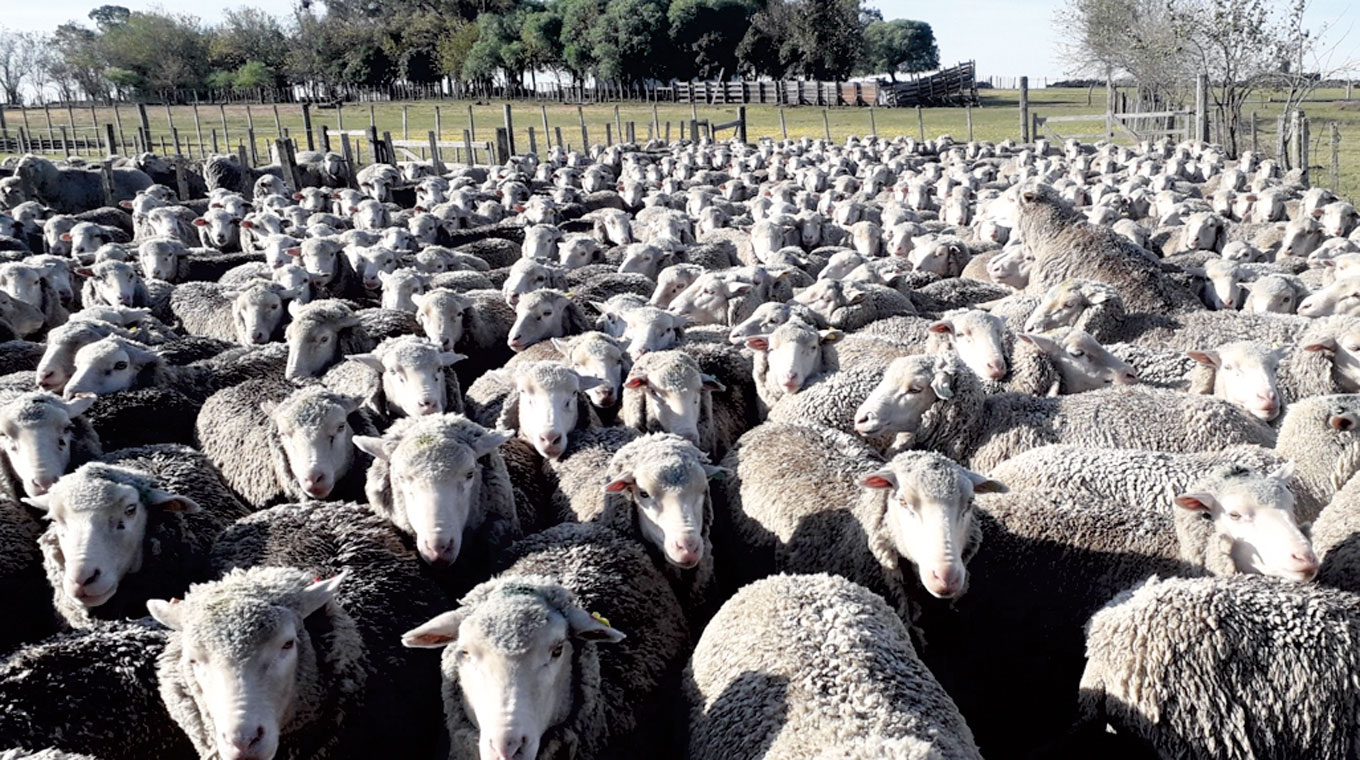 El Merino Dohne en “Cerro de Piedra” – Diario El Telégrafo