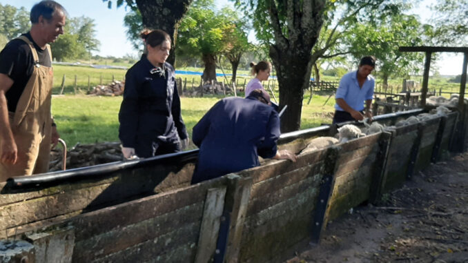 Preparan el tradicional curso de inseminación de ovinos en Eemac ...