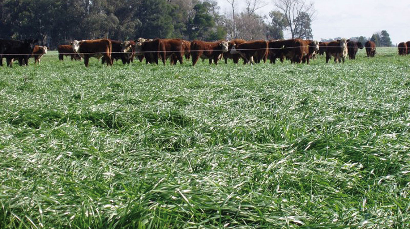 Curso del Plan Agropecuario sobre manejo de pasturas cultivadas ...