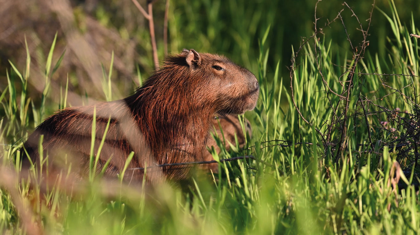 Coendu lanzó su campaña “No a la caza” 2025 – Diario El Telégrafo
